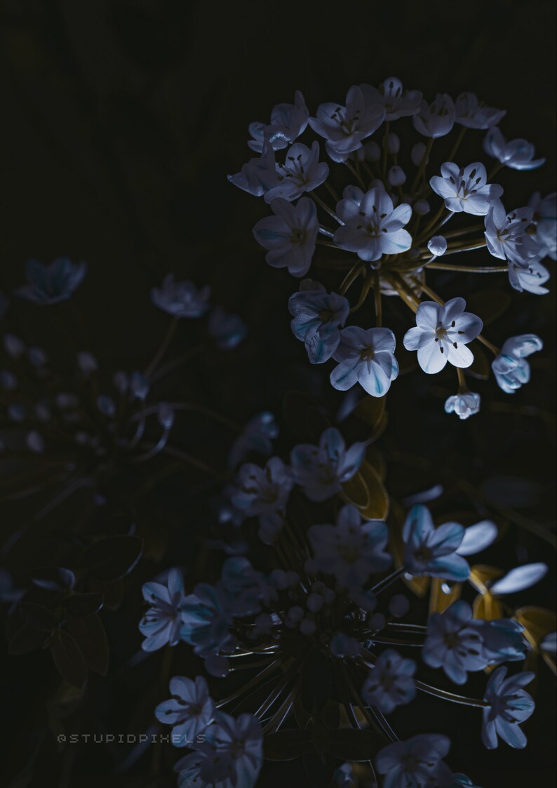 Dark Floral Bundle Set of 6 - Art Print Digital Download - Dark ...