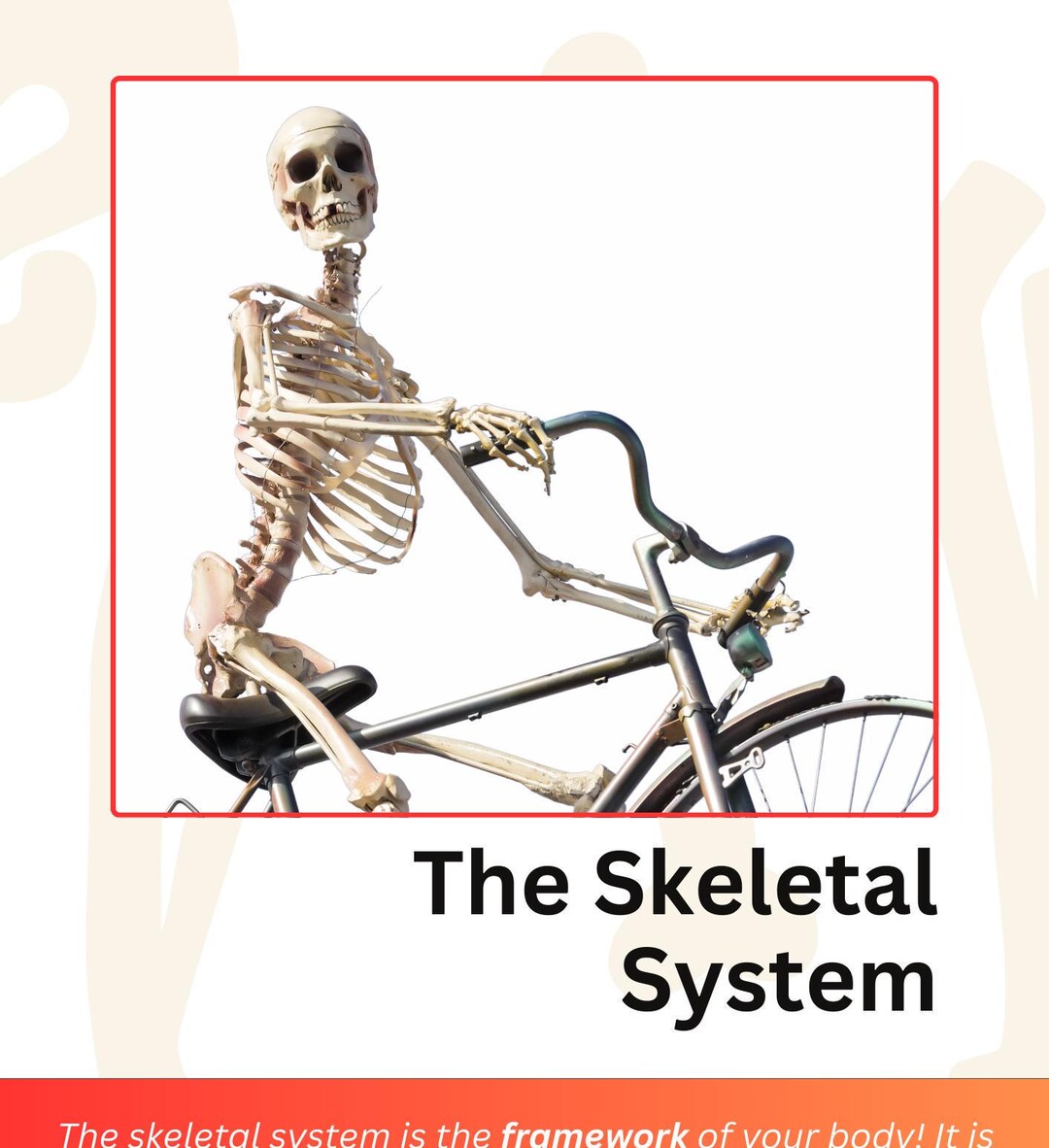 The Skeletal System - Fun and Printable Middle School Science Pack | 15 ...