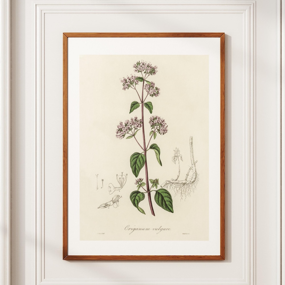 Oregano Origanum Vulgare – Medicinal Plant Poster, Vintage Botanical ...