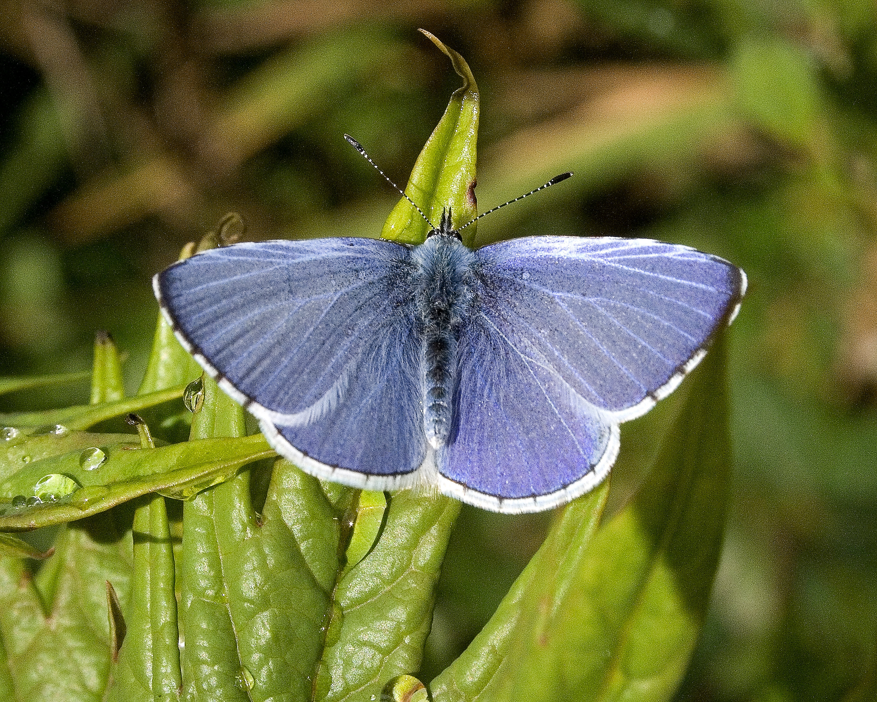 Blue Butterfly - Etsy
