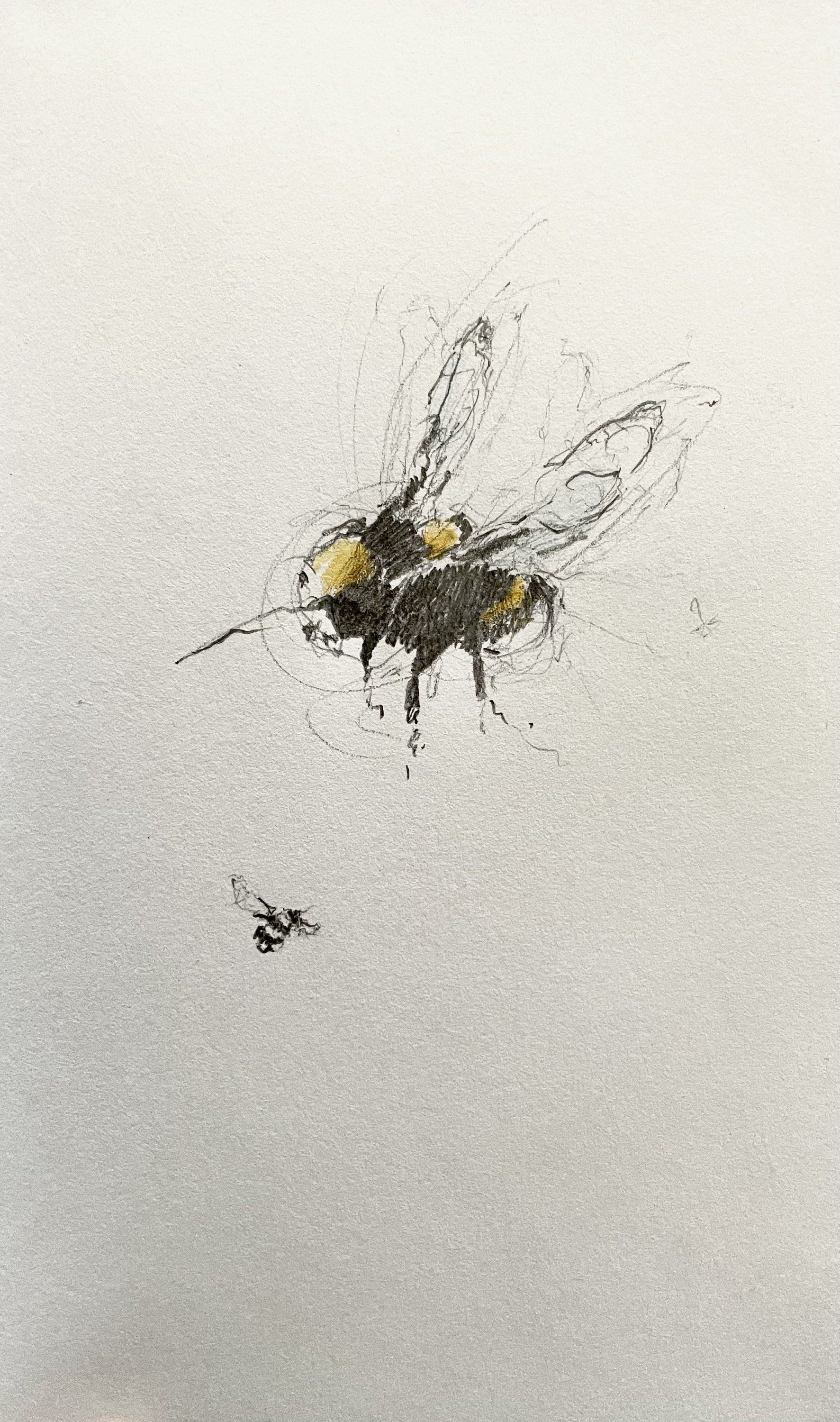 Miniature Bumblebee Pencil Drawing - Etsy