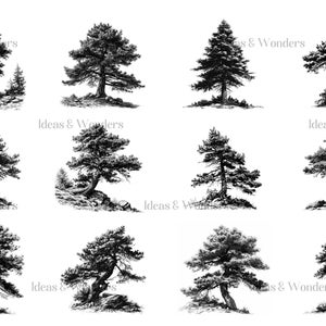 Pine Trees Procreate Stamps: Forest Foliage Brush Set (digital Download ...