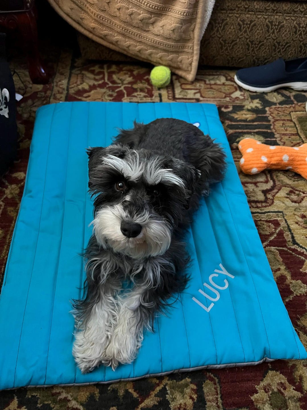 Mutt Mat (dog Travel Mat) - Medium 22