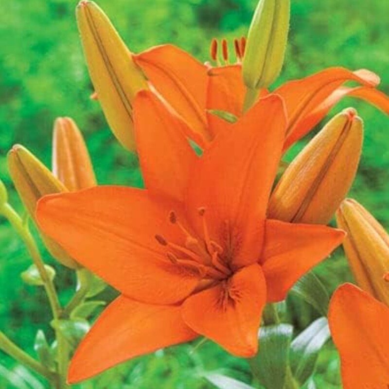 Lily Bulbs - Etsy