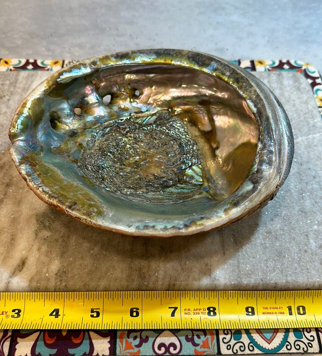 Vintage Huge Red Real Natural Abalone Haliotis Rufescens Shell 7 1/2 by ...