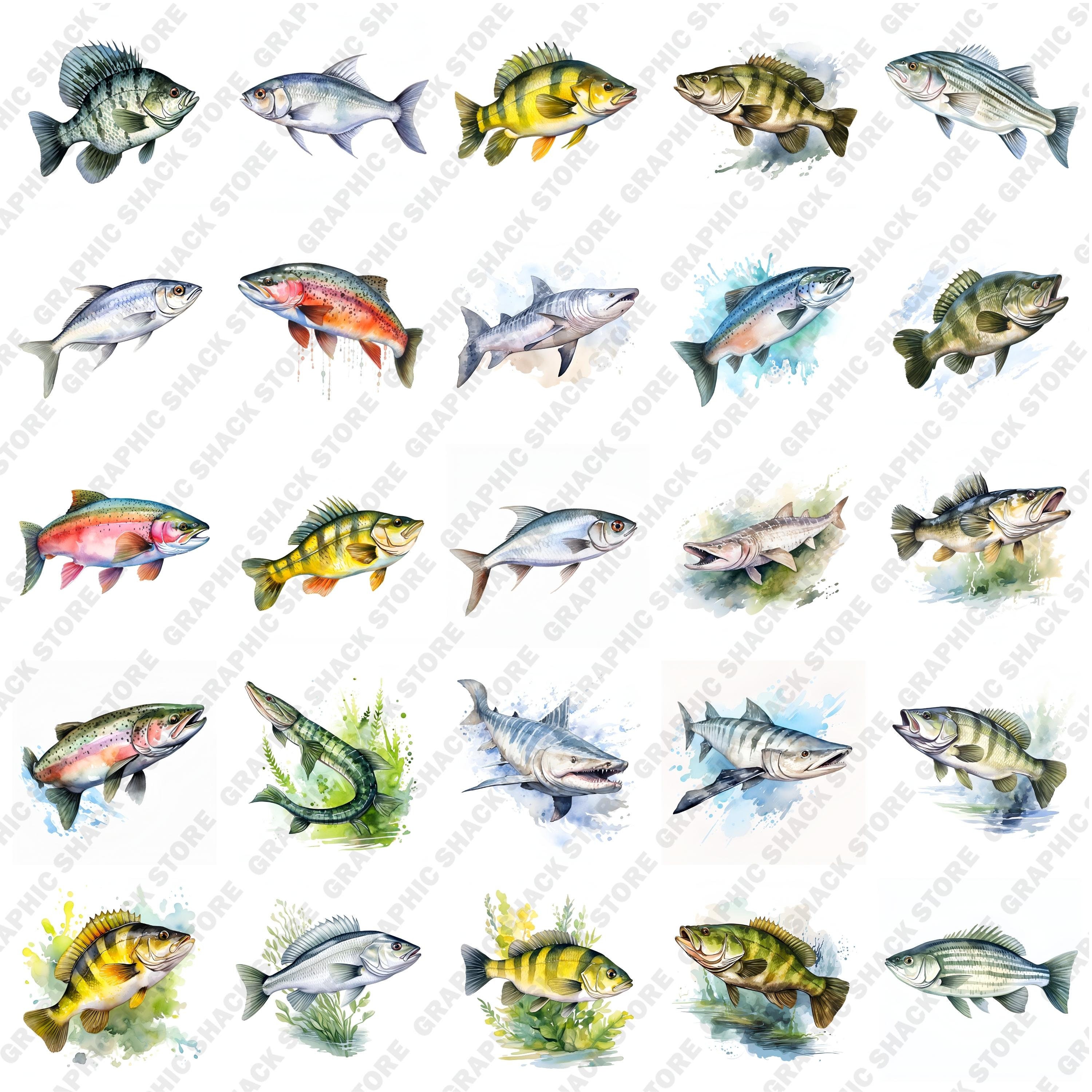 78 Watercolor Freshwater Fish Cliparts, Aquatic Wonders Collection ...