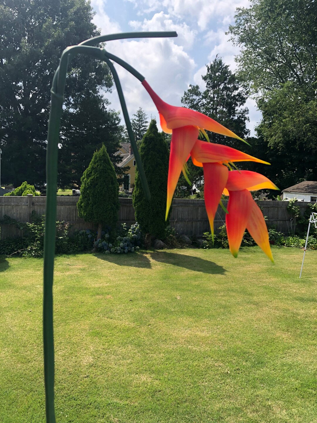 Extra Large Luxurious Real Touch Bird of Paradise - Etsy