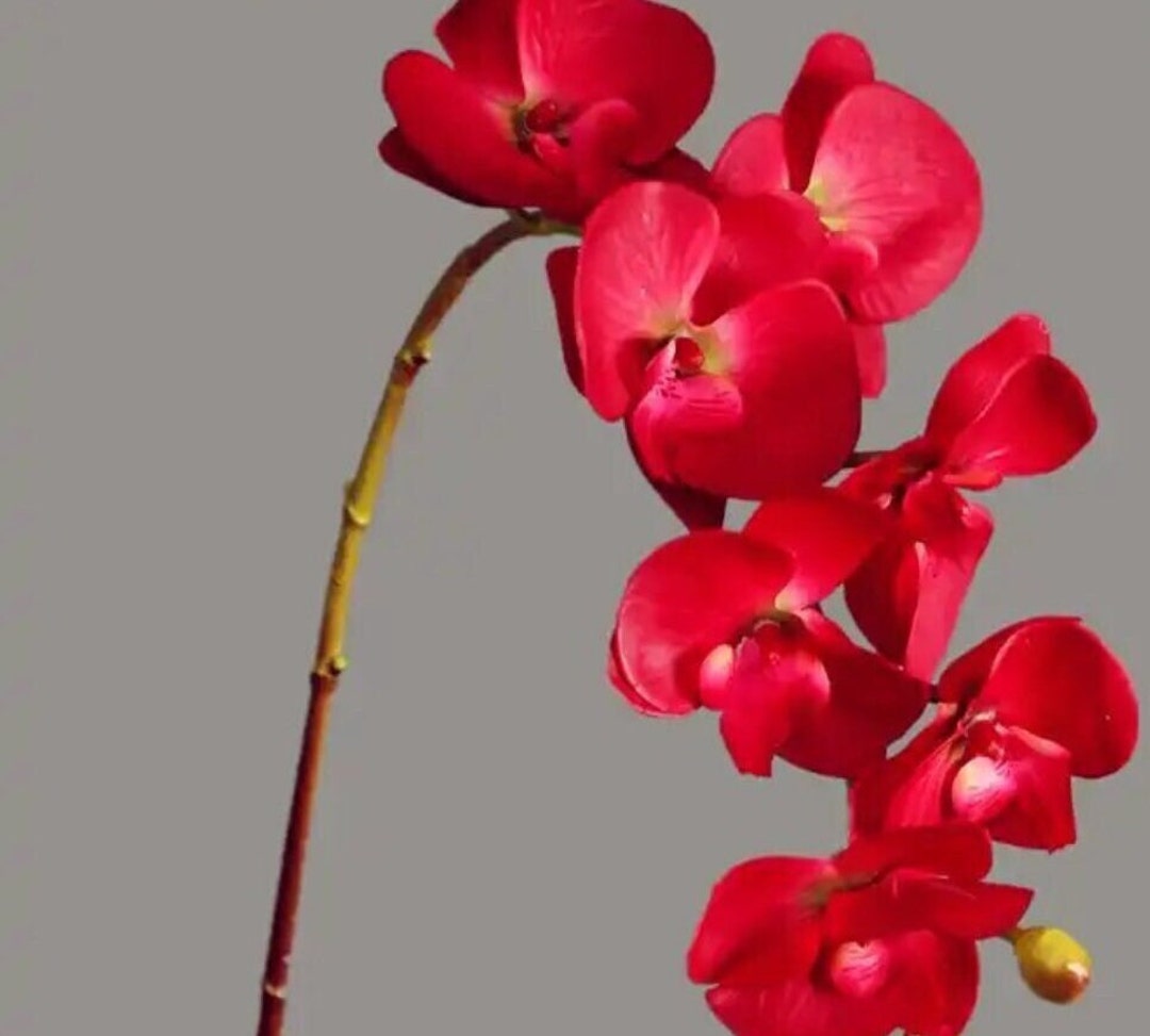 Luxurious Real Touch Orchid With Faux Leaves - Etsy