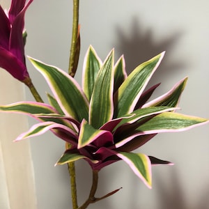 One Extra Large Beautiful Tropical Stem - Etsy