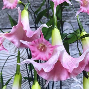 6 Real Touch Angel Trumpet Flowers - Etsy