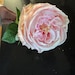 6 Large Luxurious Real Touch Cabbage Roses - Etsy