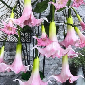 6 Real Touch Angel Trumpet Flowers - Etsy