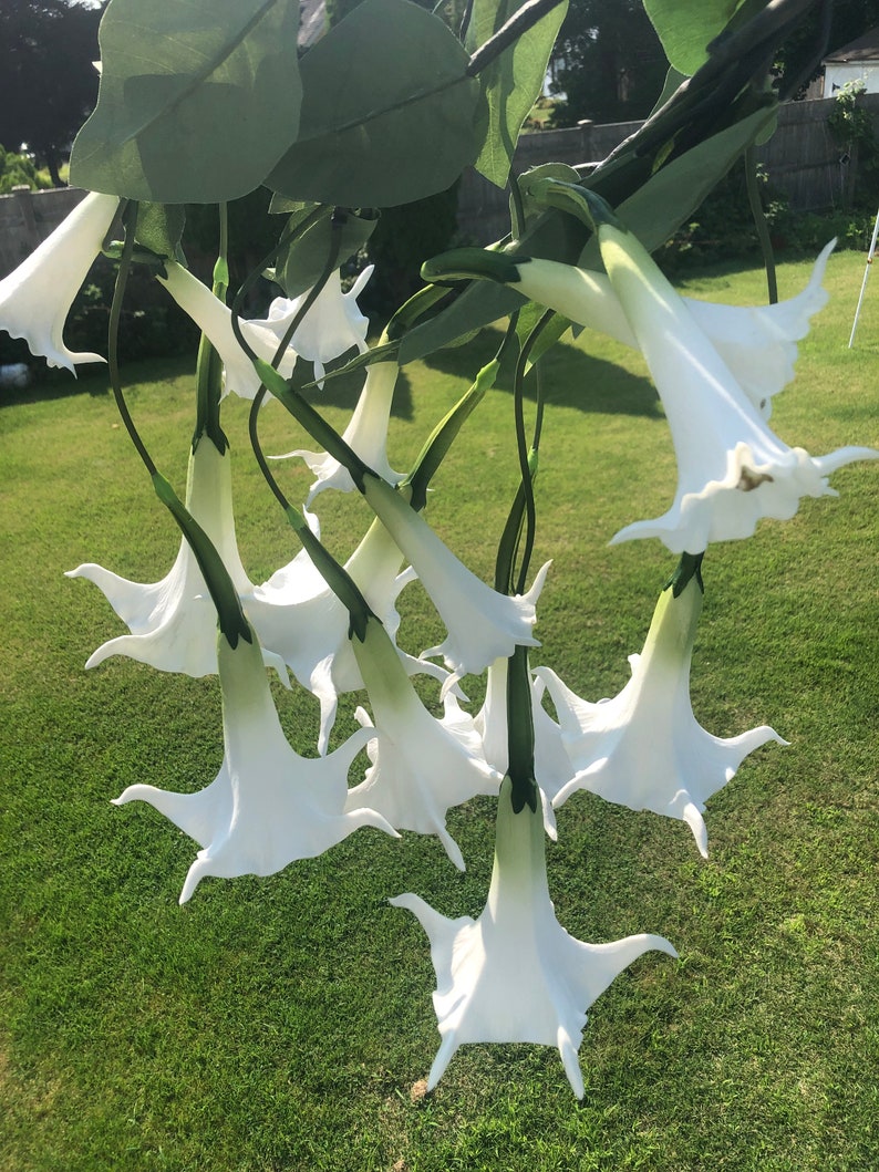 Extra Large Real Touch Angel Trumpet Flowers - Etsy