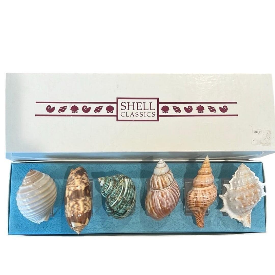 Vintage Rare Seashell Collector's Set Display Set Coastal Beach Decor ...