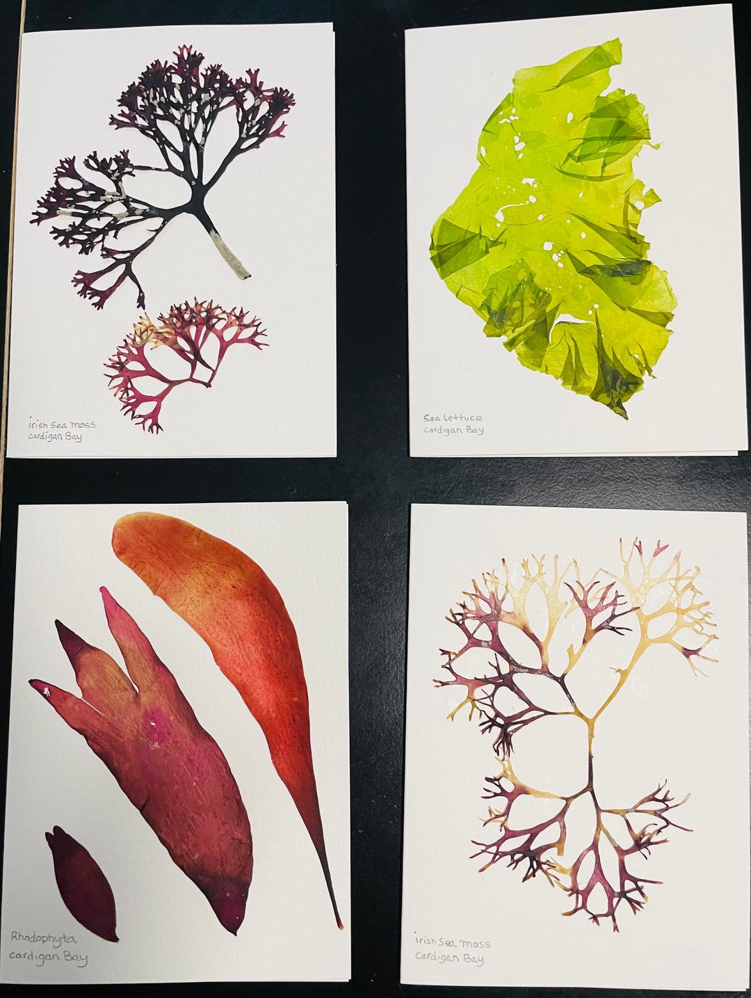 Unique Natural Pressed Seaweed Watercolour Cards With Envelopes - Set ...