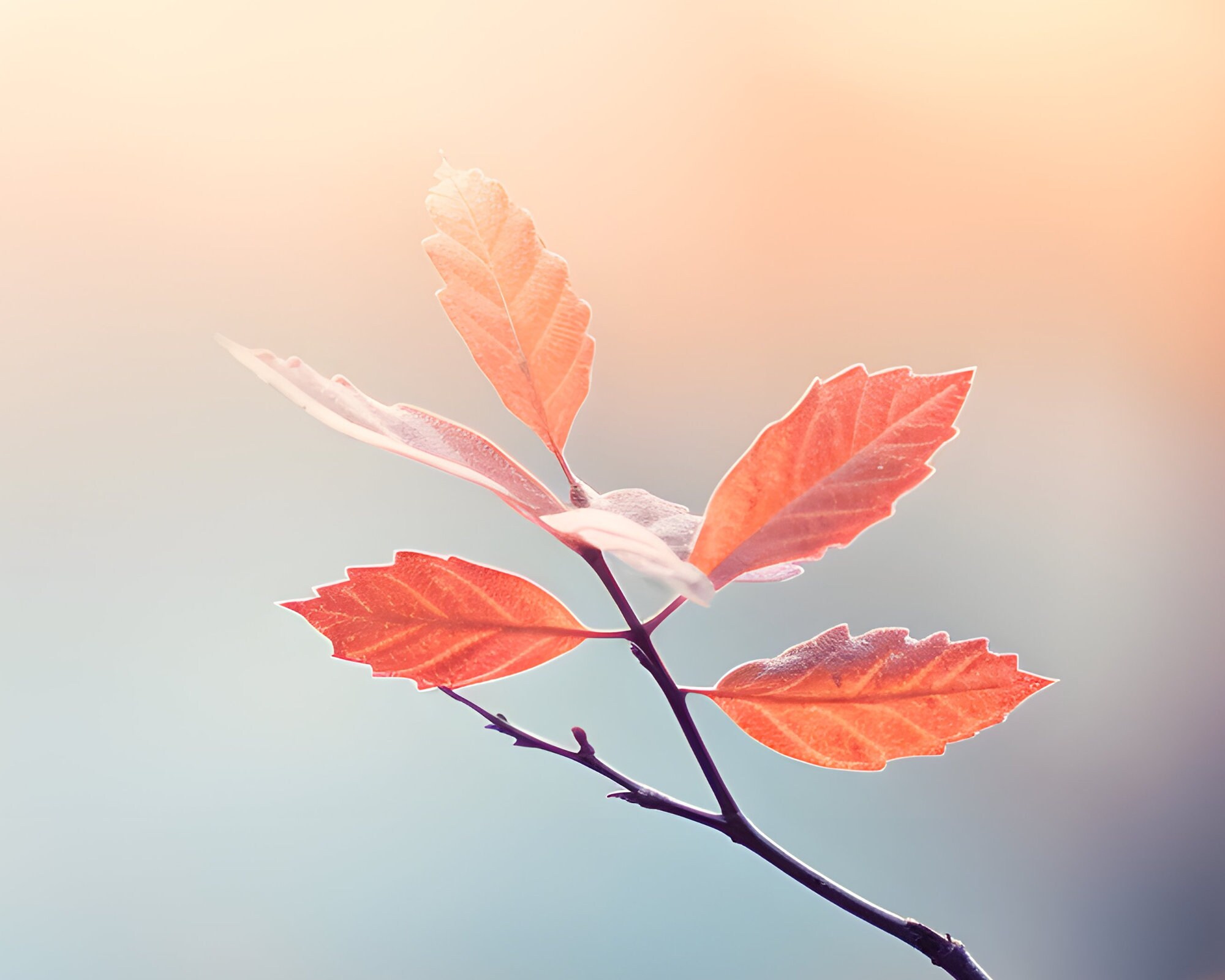 Fall Desktop Background Wallpaper, Leaves Wallpaper, Fall Wallpaper ...