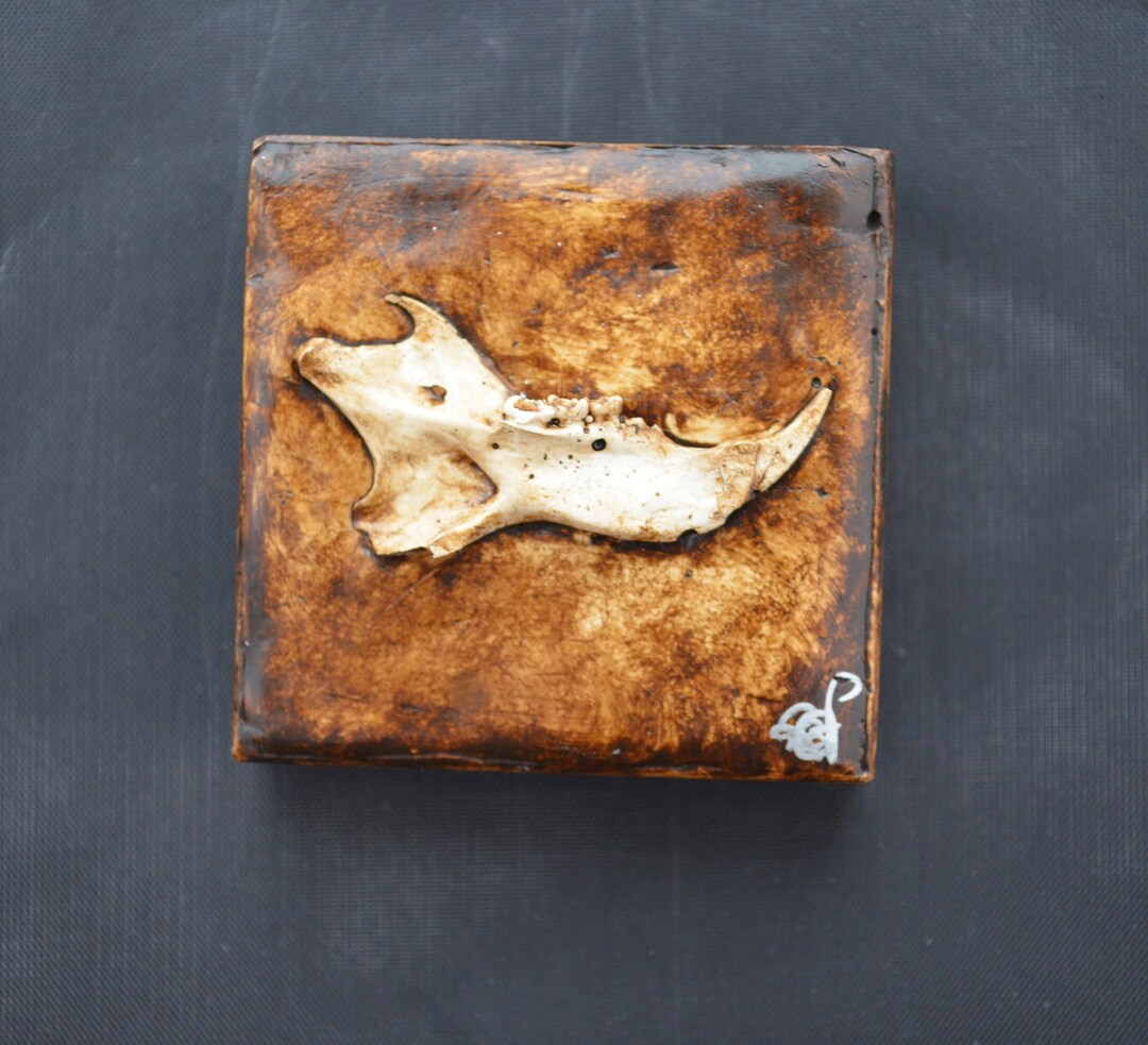 Squirrel Skull. Plaster Cast Jawbone Wall Plaque. NOT REAL BONE ...