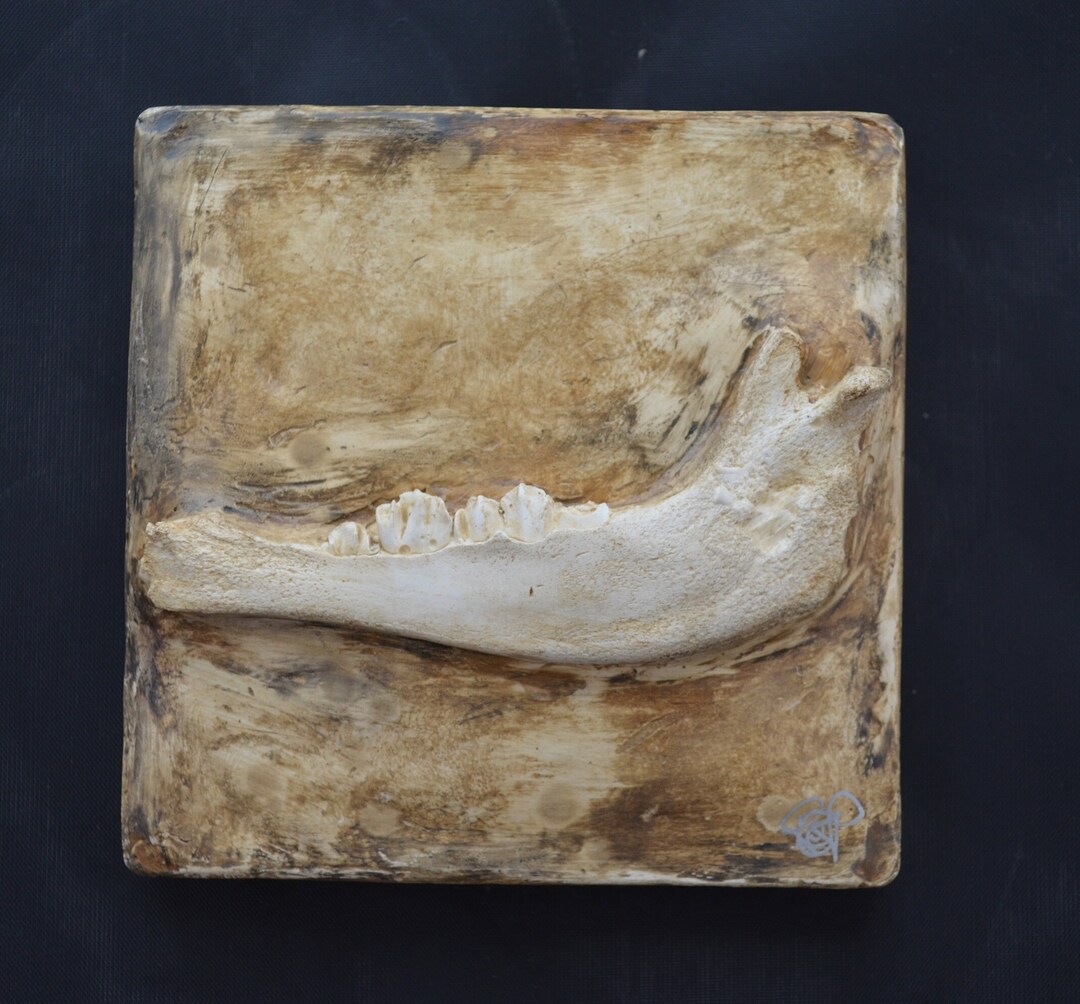 Lamb Jaw Bone Plaster Cast Wall Plaque. NOT REAL BONE. Decorative Tile ...
