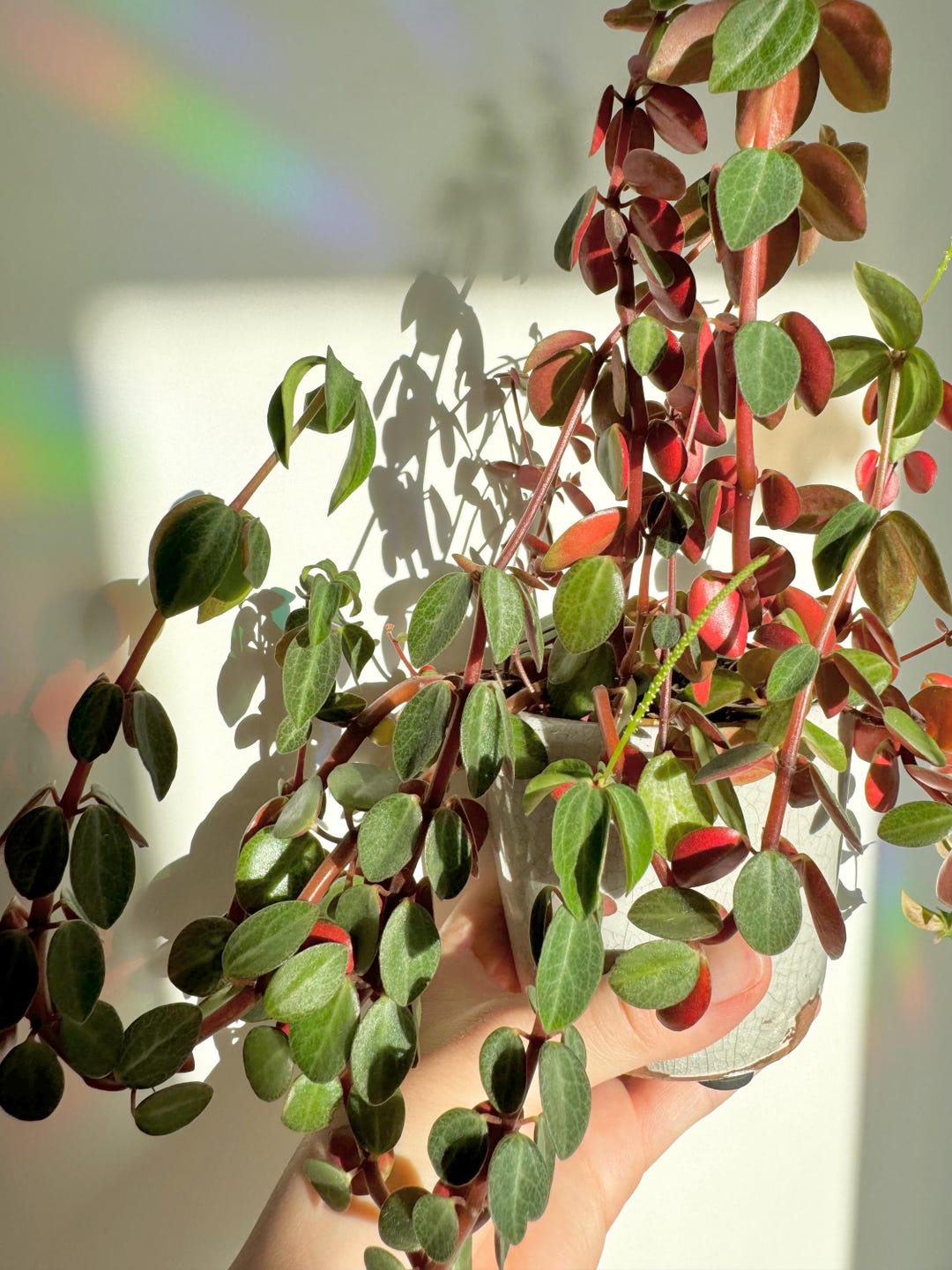 Peperomia Verticillata Red Log cutting - Etsy UK