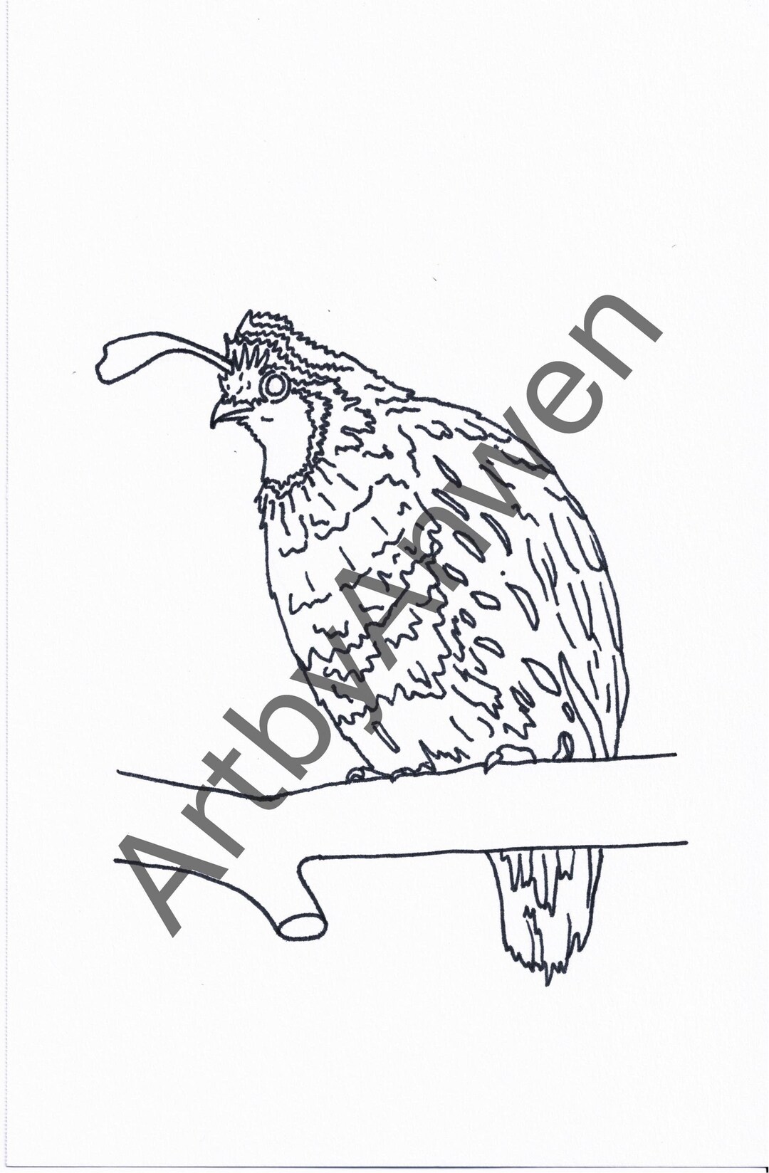 Gambel's Quail Line Drawing Print 5x7 - Etsy