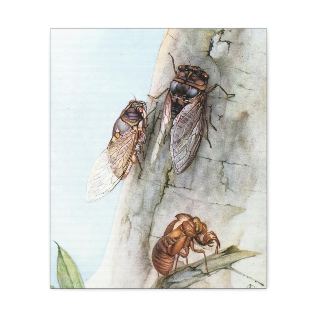 Cicada Vintage Reproduction Gallery Wrap Canvas Print Matte Vertical ...