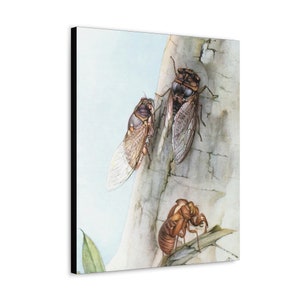 Cicada Vintage Reproduction Gallery Wrap Canvas Print Matte Vertical ...
