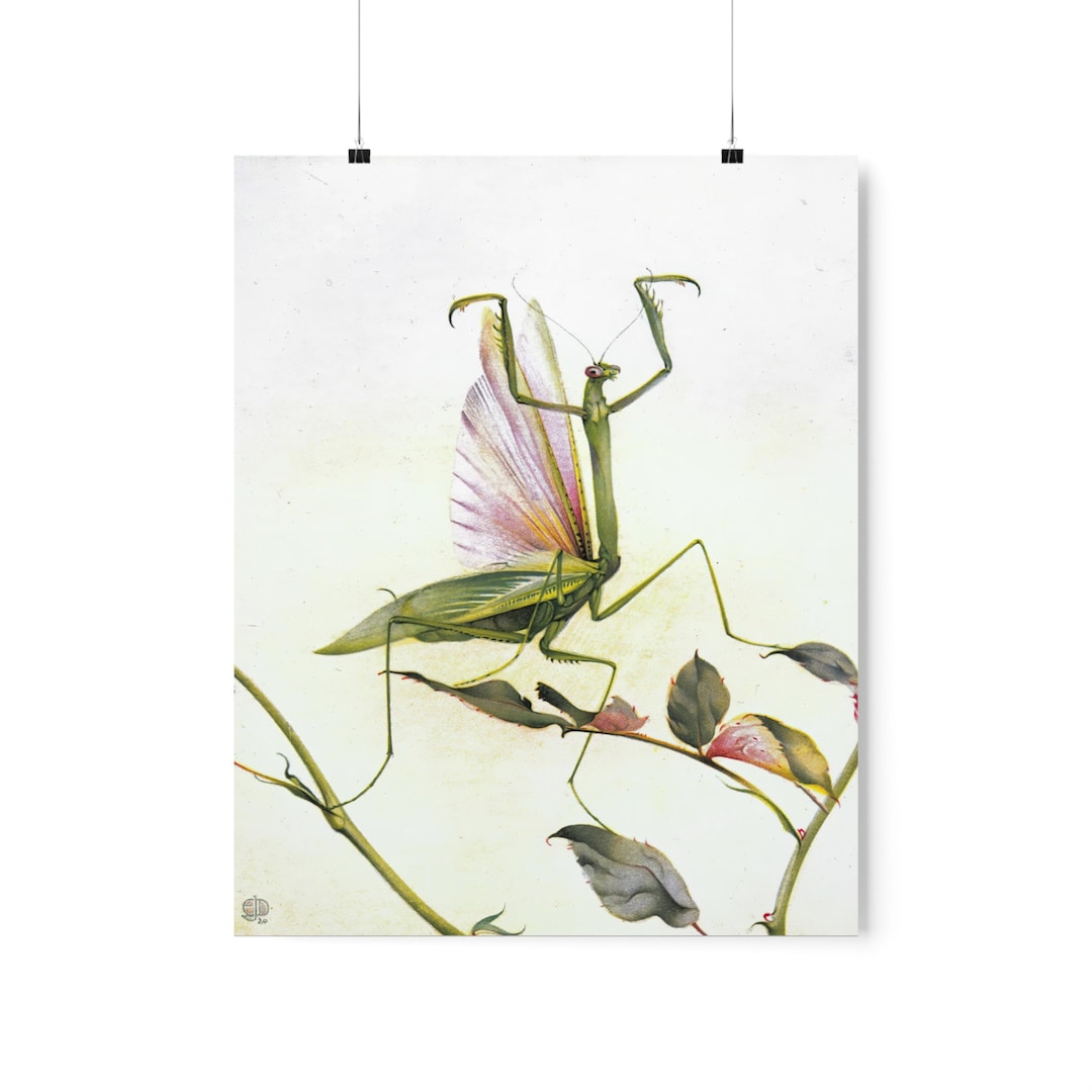 Preying Mantis Vintage Reproduction Print - Matte Vertical Poster ...