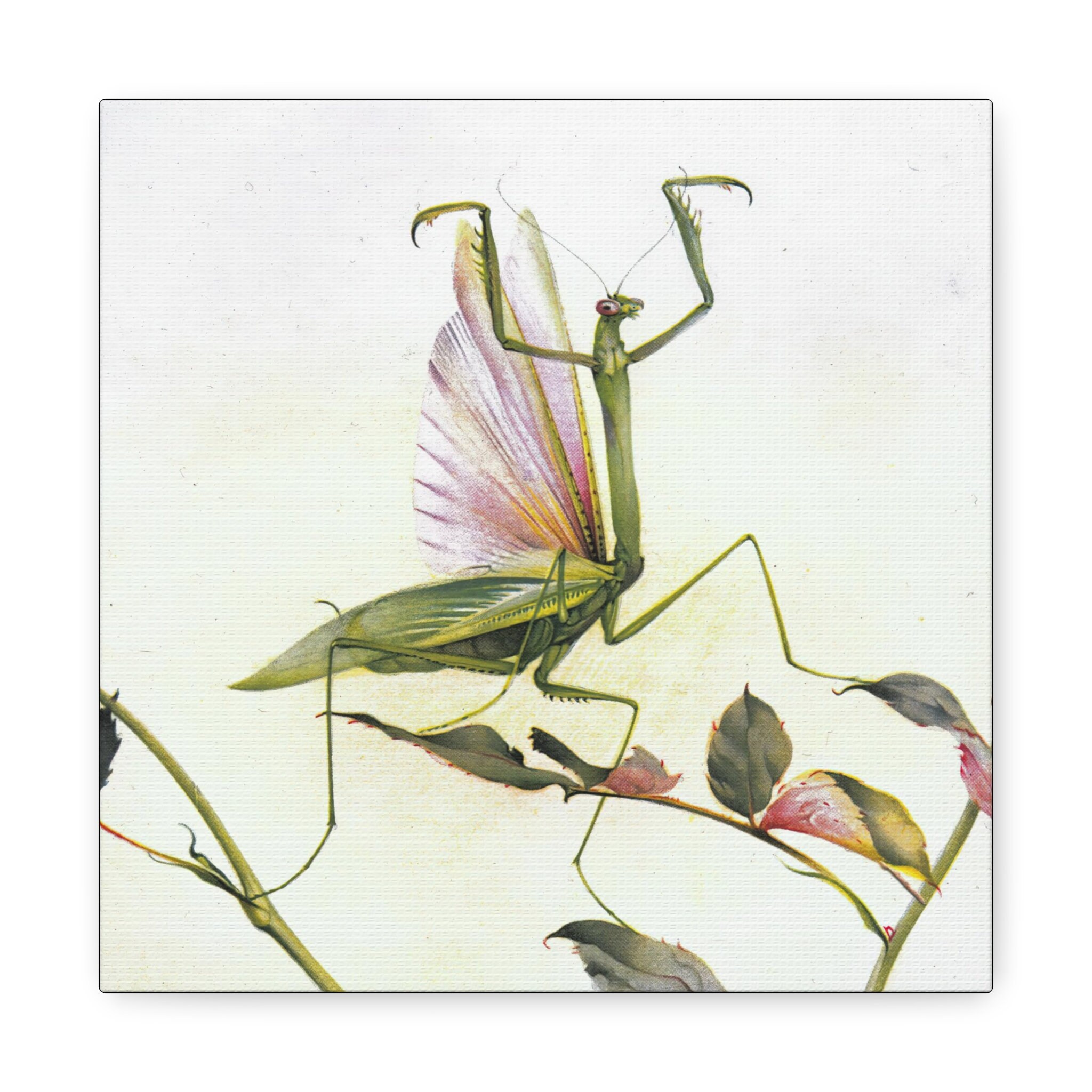 Preying Mantis - Vintage Reproduction Gallery Wrap Canvas Print - Matte ...