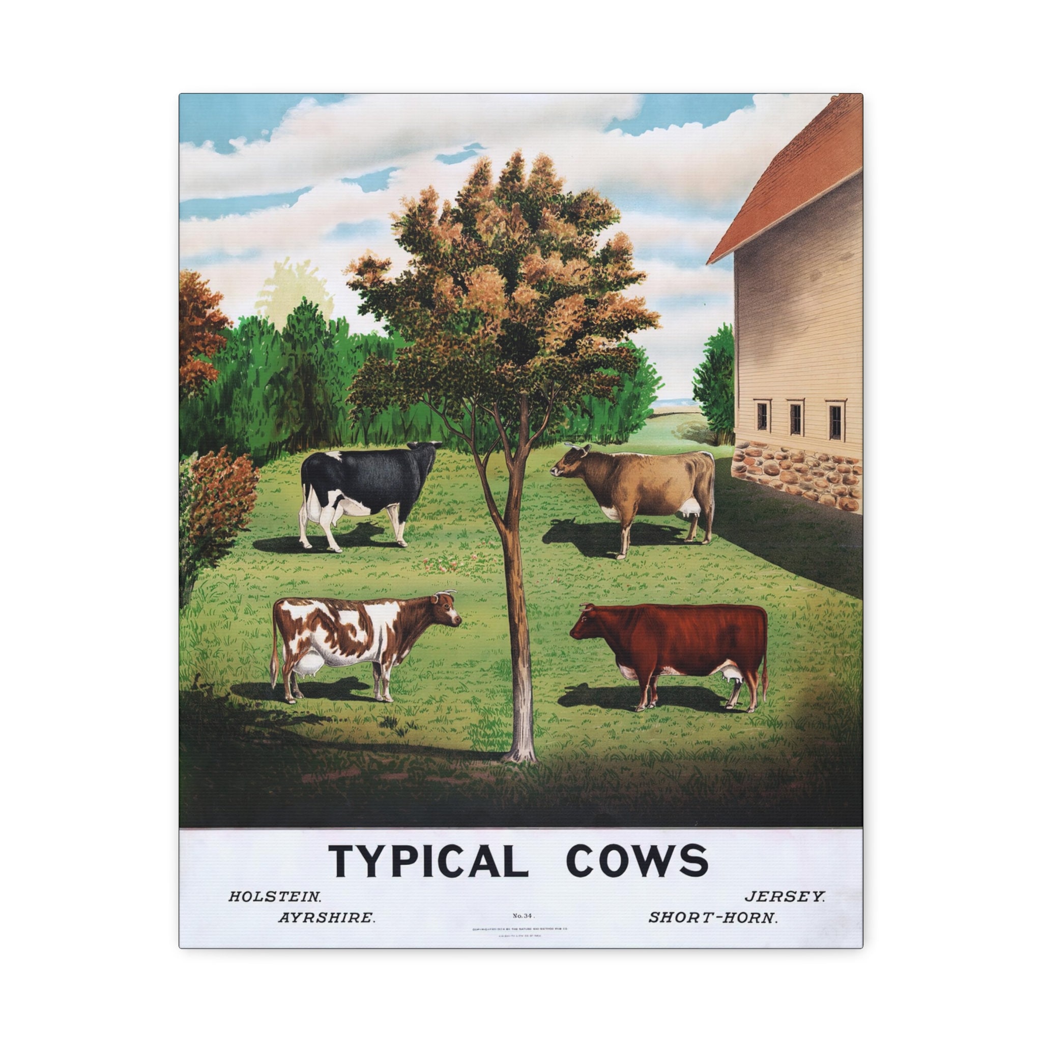 Typical Cows - Vintage Reproduction Gallery Wrap Canvas Print - Matte ...