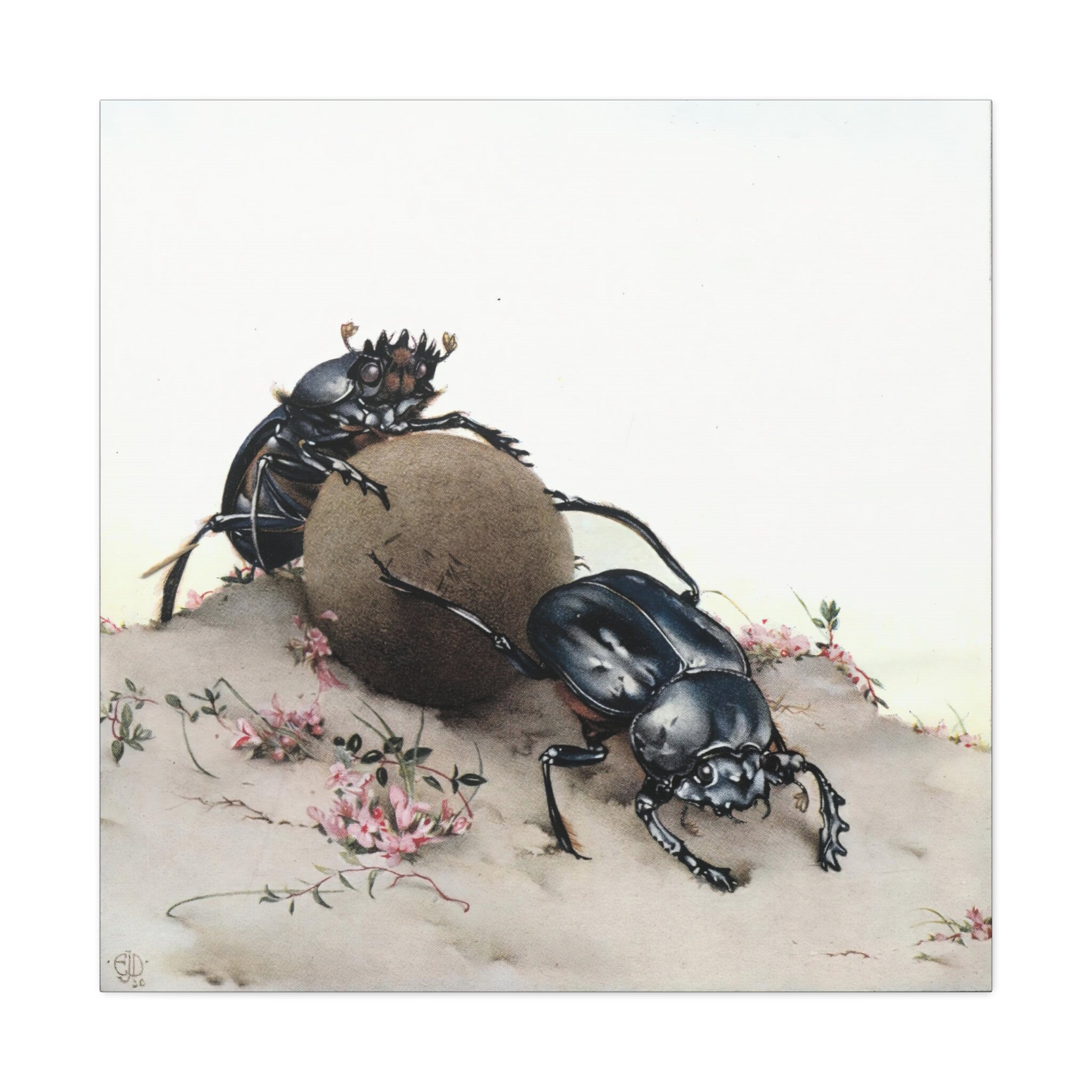 Dung Beetles - Vintage Reproduction Gallery Wrap Canvas Print - Matte ...