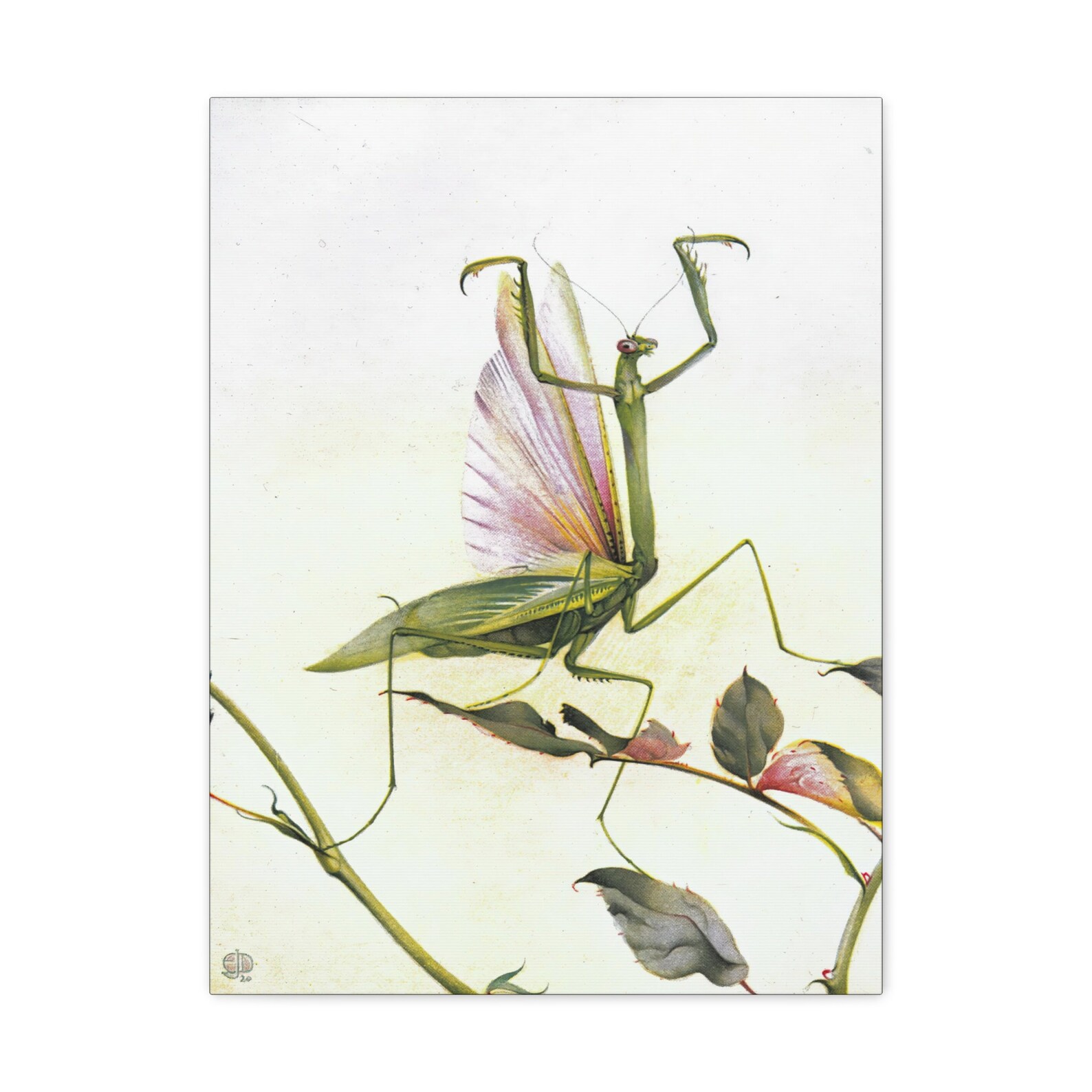Preying Mantis - Vintage Reproduction Gallery Wrap Canvas Print - Matte ...
