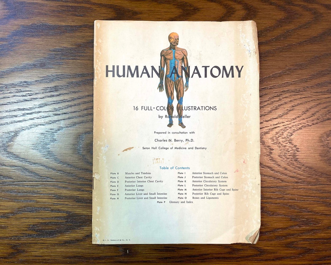 Human Anatomy: the Male, 16 Full-color Illustrations stapled Binding ...