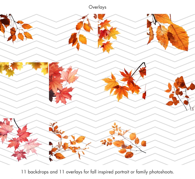 22 Fall Backdrops & Photo Overlays | Digital Autumn Forest Background ...