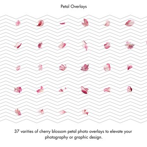 Cherry Blossom Tree Overlays: Digital Blossoming Branches, Flower Petal ...