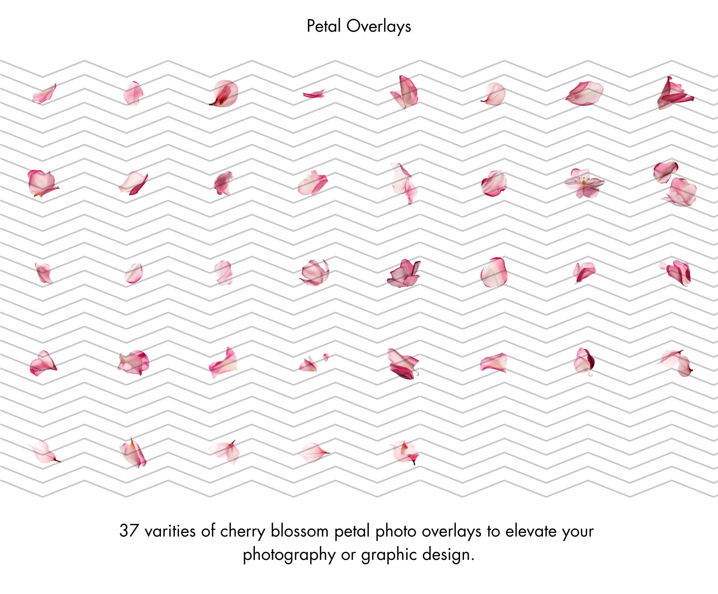 Cherry Blossom Tree Overlays: Digital Blossoming Branches, Flower Petal ...