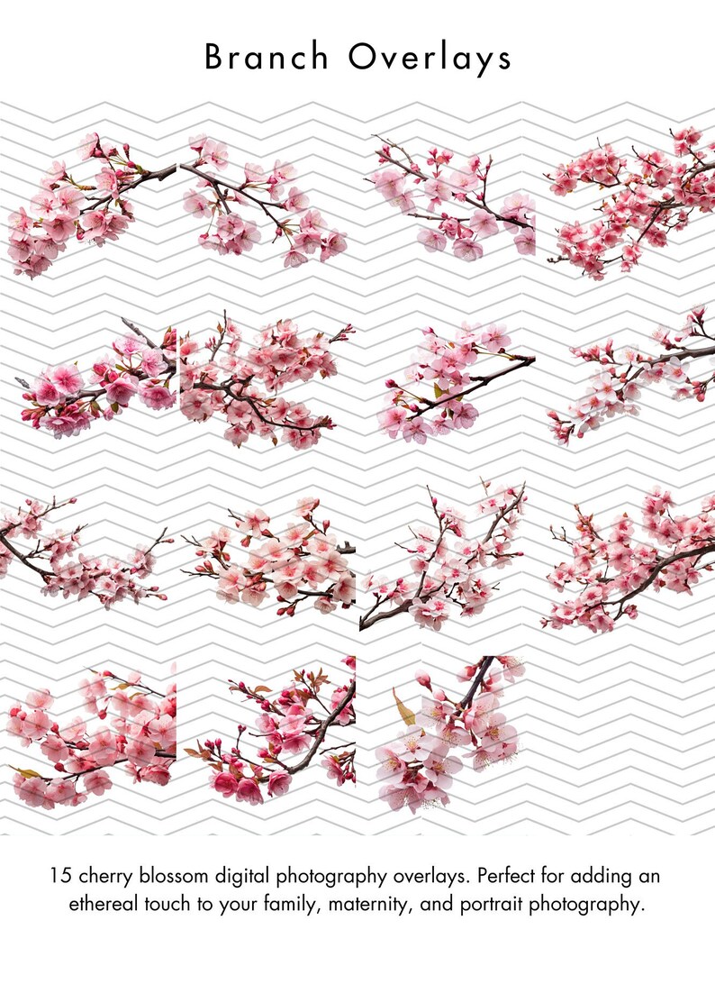 Cherry Blossom Tree Overlays: Digital Blossoming Branches, Flower Petal ...