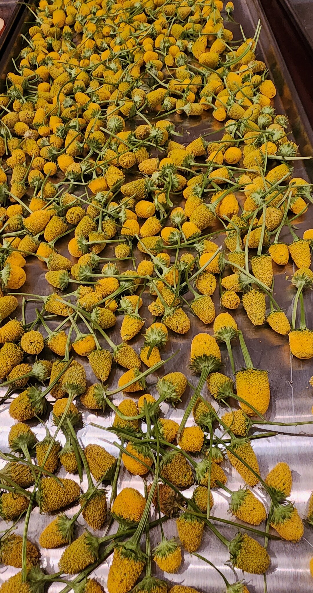 Bulk Freeze Dried Buzz Buttons- 50 Grams- Approx 400+ Flowers - Etsy