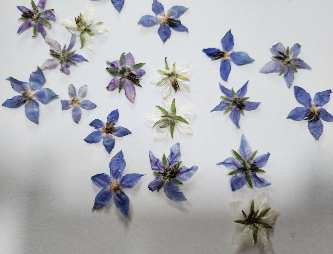 Pressed & Dried Edible Borage Flowers 50 Count - Etsy