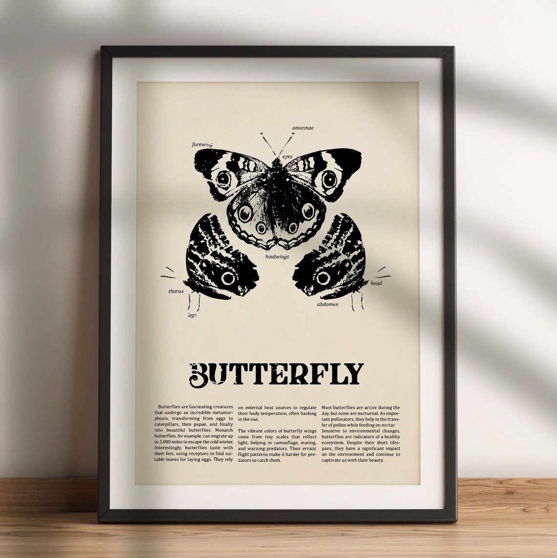 Vintage Butterfly Anatomy Poster Fascinating Facts & Stunning ...