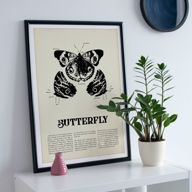 Vintage Butterfly Anatomy Poster Fascinating Facts & Stunning ...