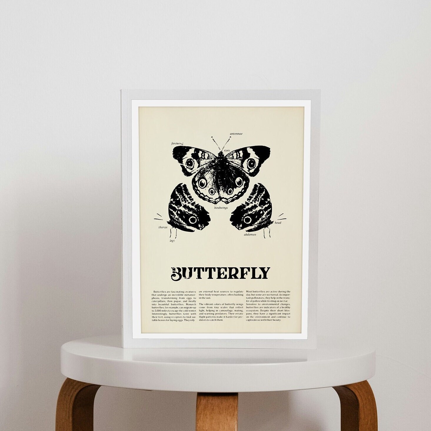 Vintage Butterfly Anatomy Poster Fascinating Facts & Stunning ...