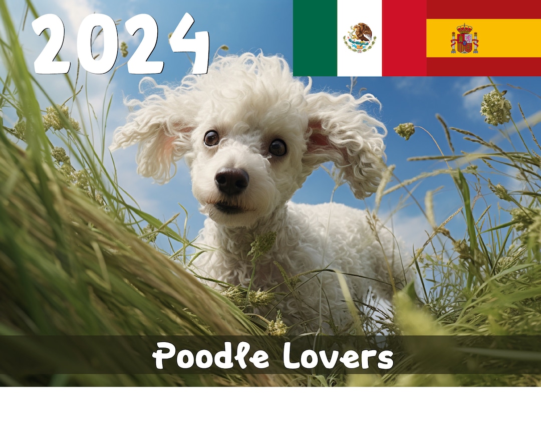2024 Poodle Calendar Printable Spanish - Etsy