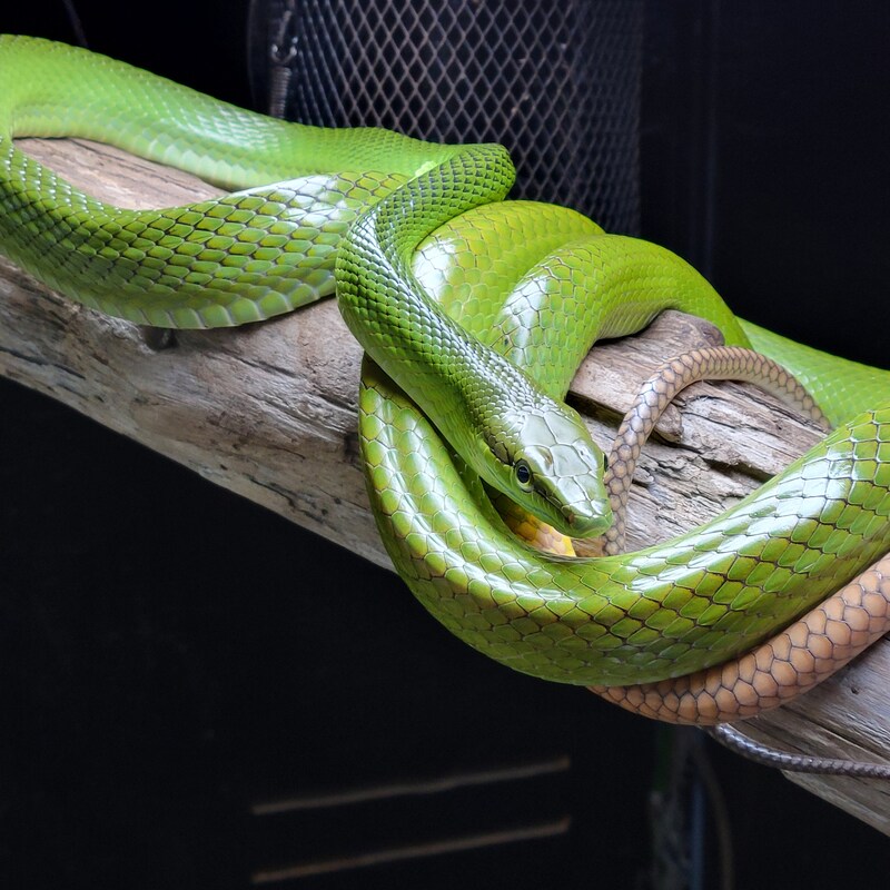 Snake Sheds - Etsy
