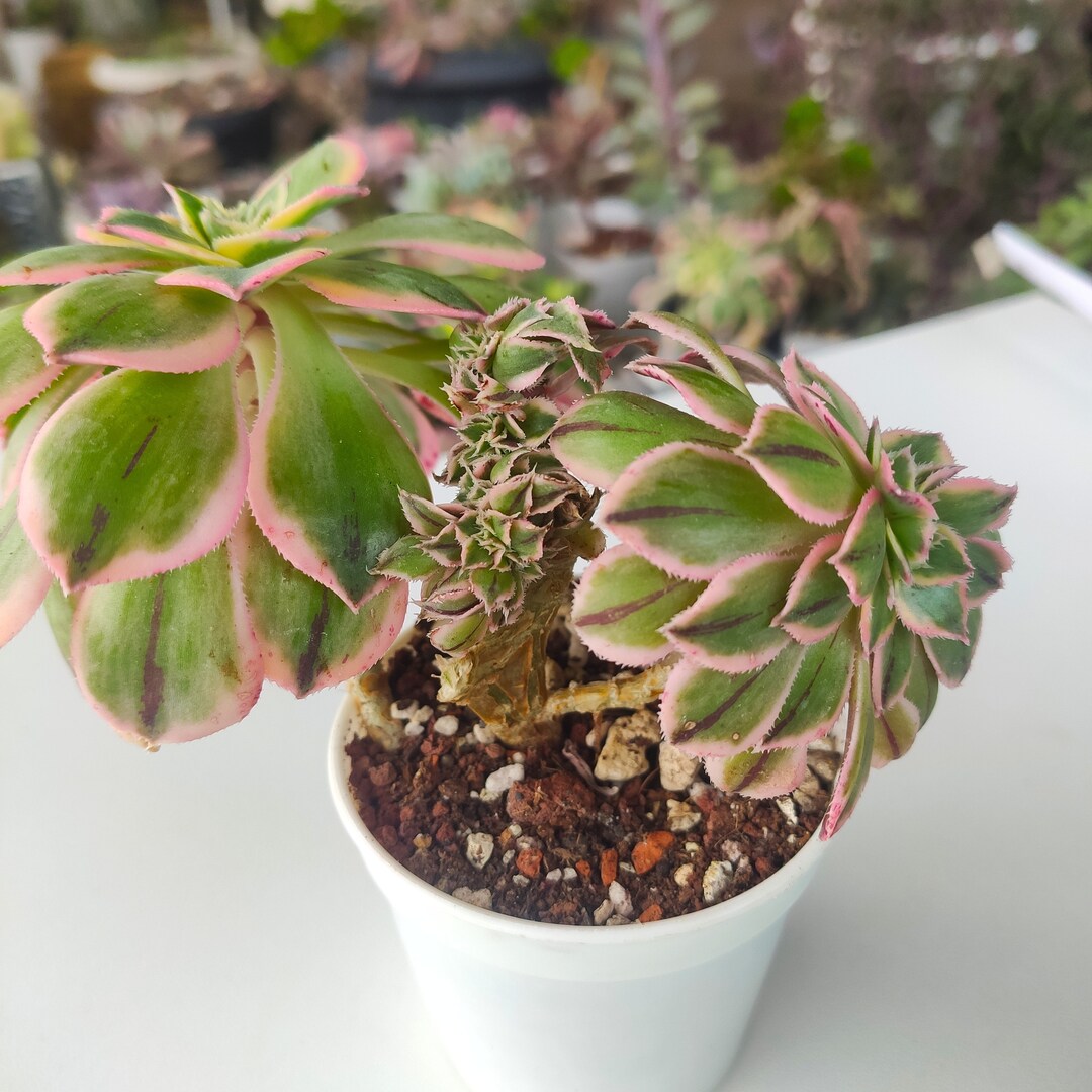 Crested Aeonium Sunburst - Etsy