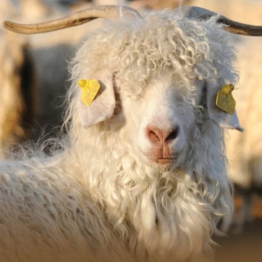 100/% Angora Mohair, 2 Ons, Gift for Baby, With Lots of Fluff to Spin, Raw Mohair Wool, Mohair ...