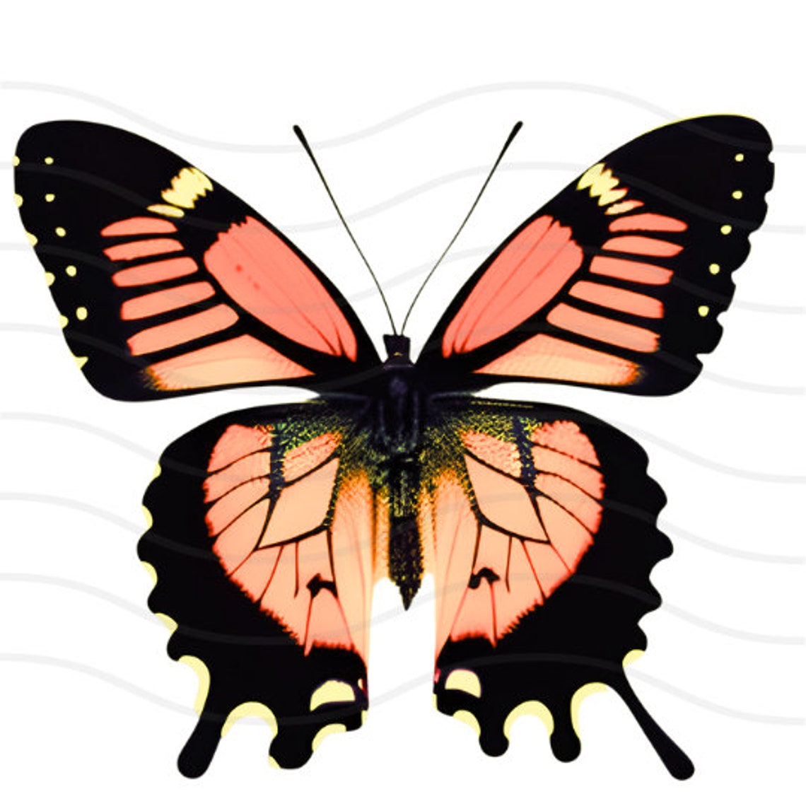 Butterfly PNG for Artworks, 10 Pics Bundle Digital Download. Beautiful ...