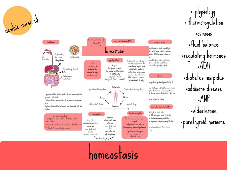 Homeostasis Explained, Homeostasis Study Guide, Nursing Notes for ...