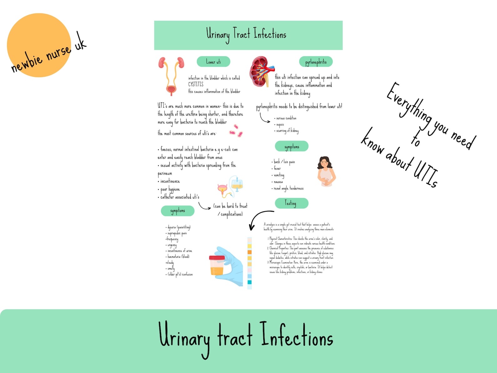 Urinary Tract Infections Explained for Nursing Students, Nursing Notes ...
