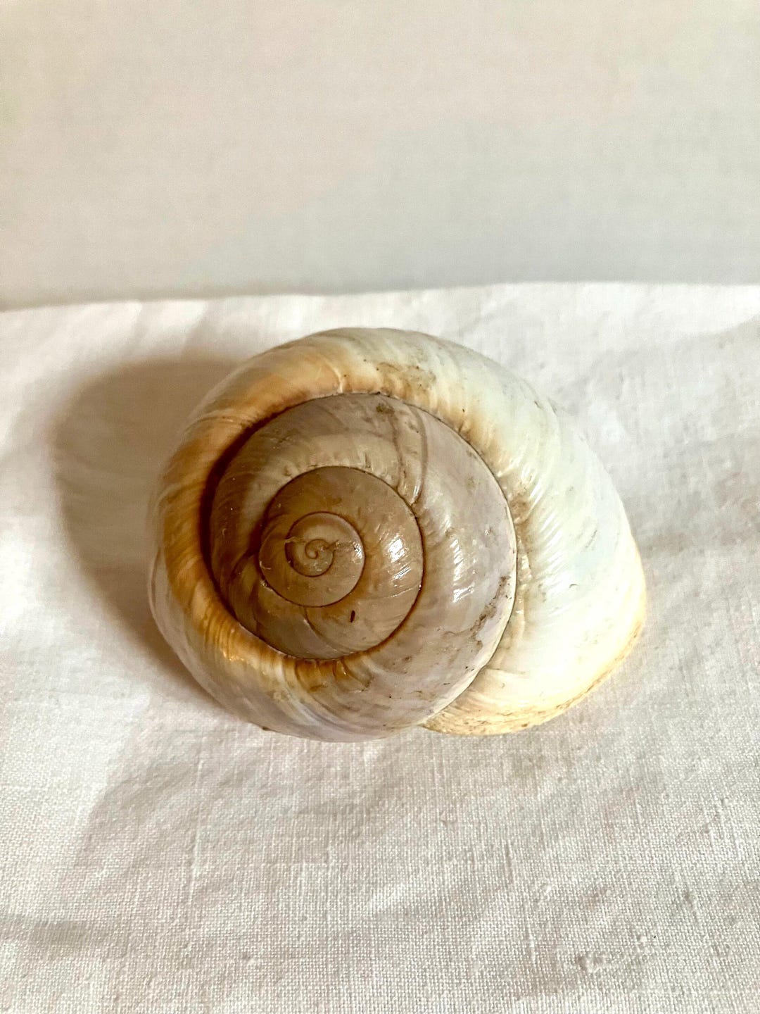 Large Snail Shell Fossil Historical Ocean Artifact - Etsy