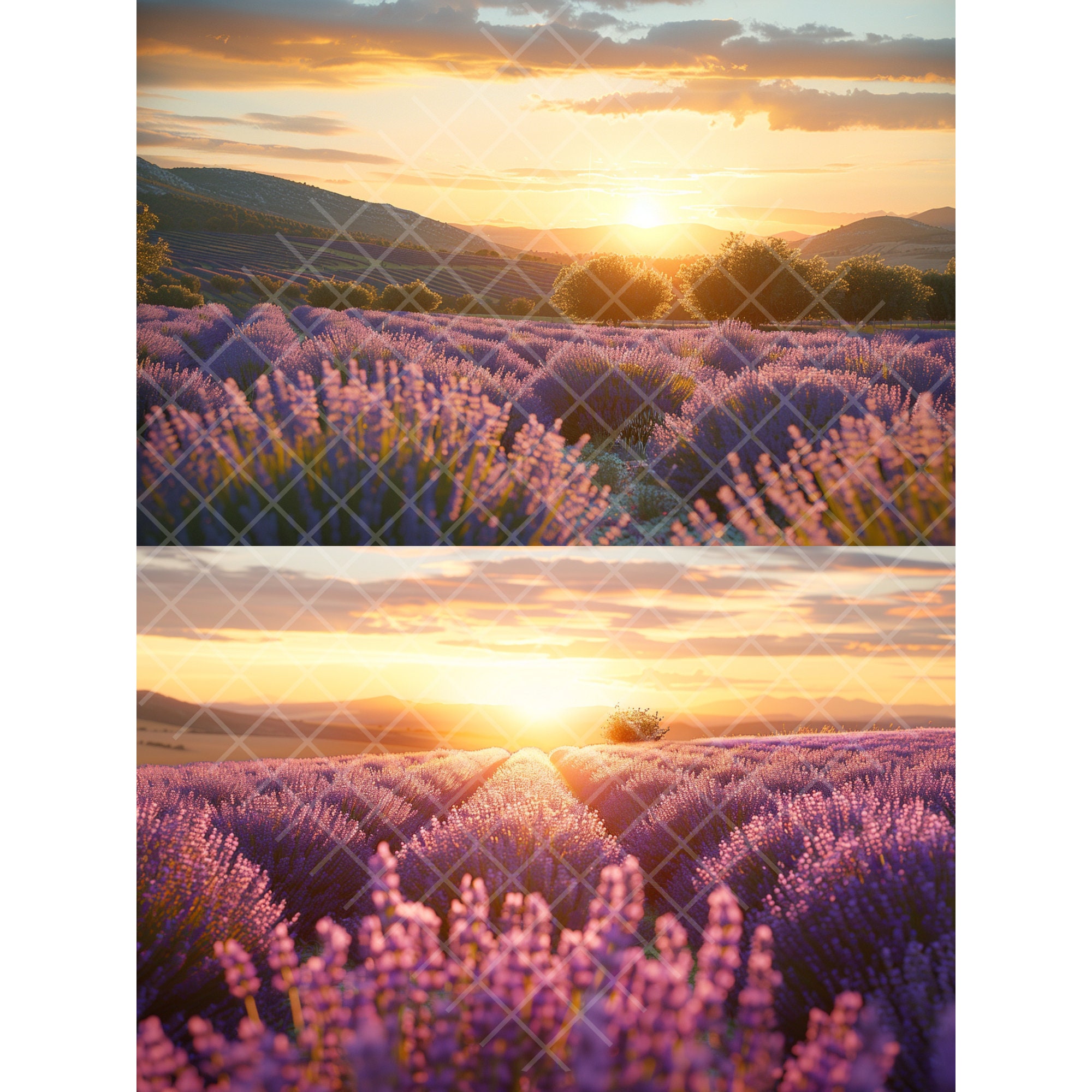 Lavender Field Golden Hour Digital Backdrops, Sunset Portrait Digital ...